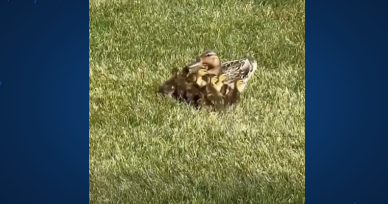 Duck, Duck Oops!: La Crosse Firefighters rescue ducklings that fell ...