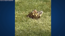 Duck, Duck Oops!: La Crosse Firefighters rescue ducklings that fell ...
