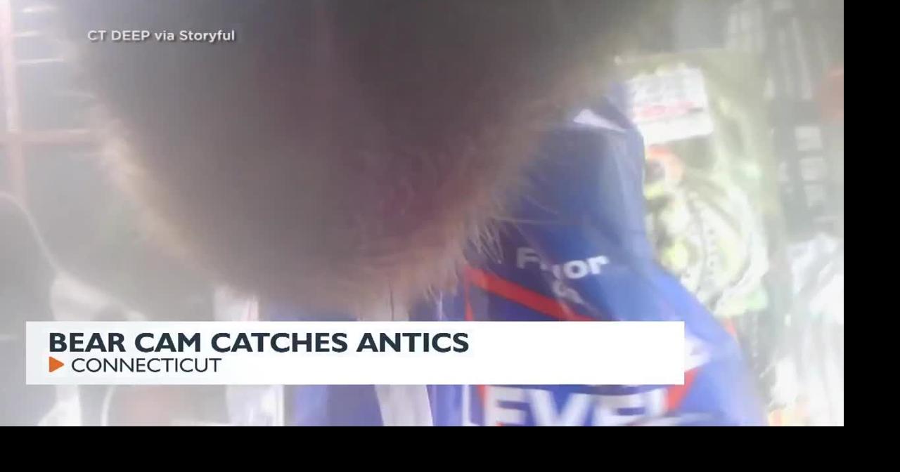 Bear Cam Catches Antics | News | news8000.com