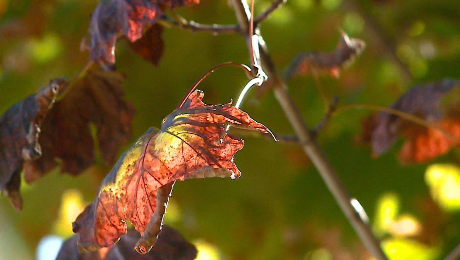 Online "Fall Color Finder" helps track peak fall foliage in Minnesota ...