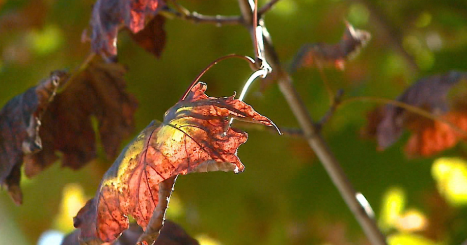 Online "Fall Color Finder" helps track peak fall foliage in Minnesota ...