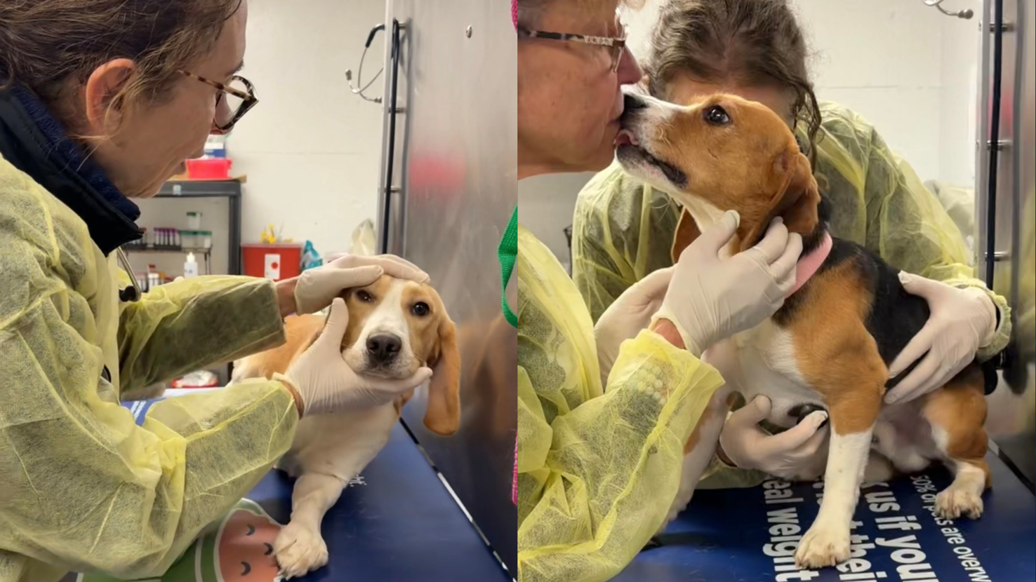 Released Ridglan Farms beagles receiving care in New York | Animals ...