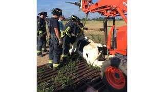 Firefighters rescue cow stuck in cattle guard | Shareable Stories ...
