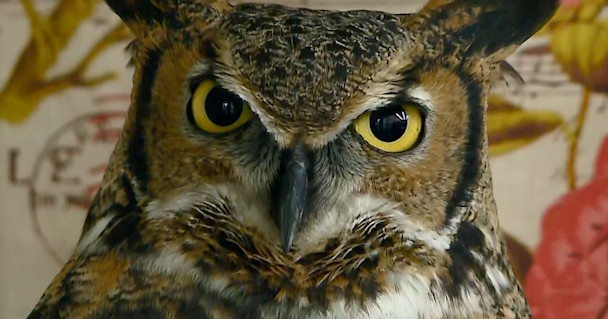 International Owl Festival brings global celebration to Houston ...