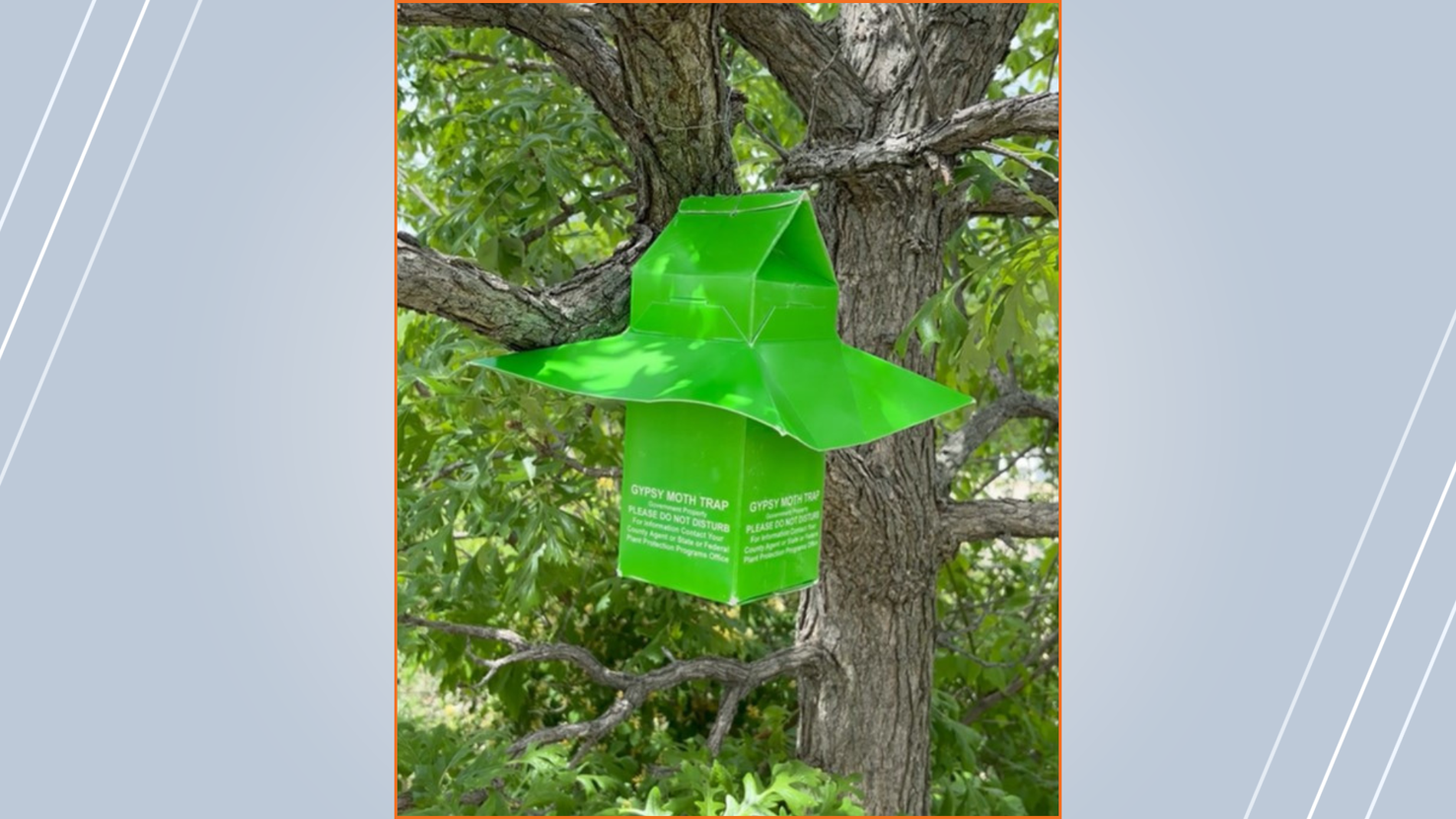 Wisconsin to deploy thousands of traps to monitor invasive moths ...