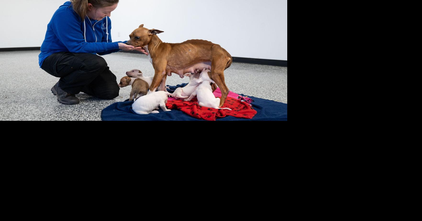 Over 120 dogs seized from New Jersey compound used in alleged ...