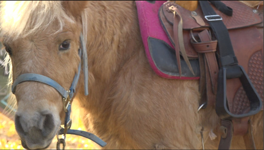 ASAP hosts 2nd Annual Chili Cook Off and Walk Through | Entertainment ...