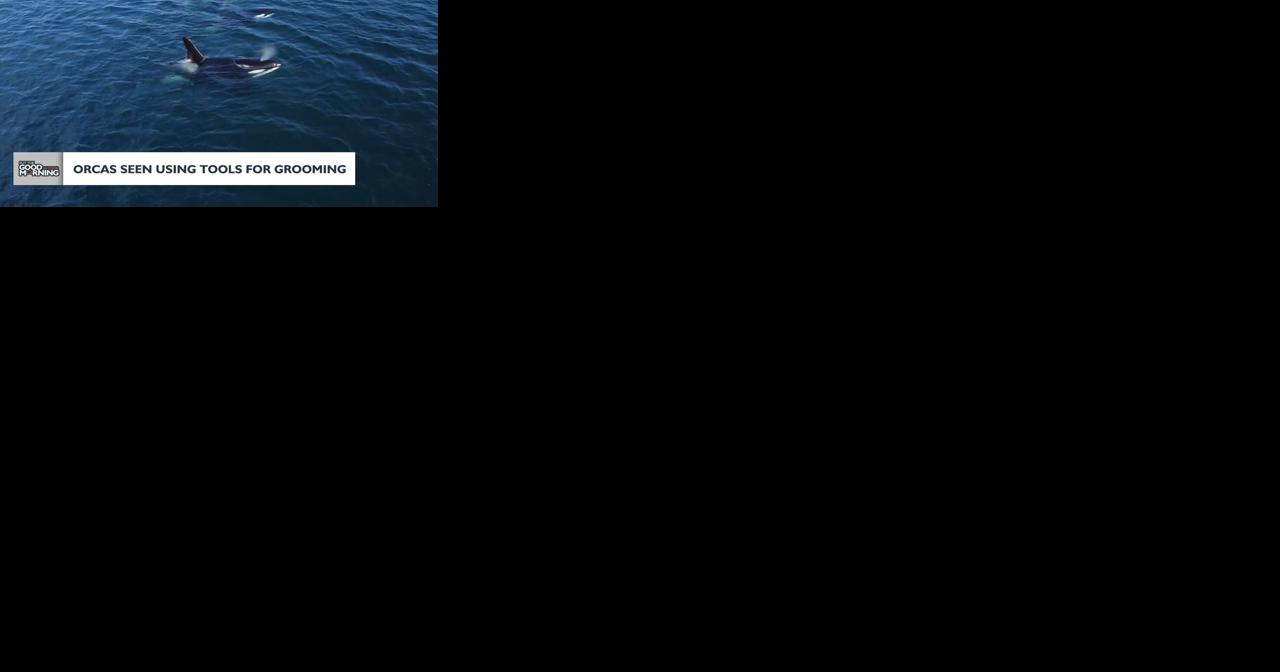 killer whale tool use