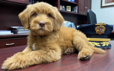La Crosse Police welcome ‘Cheddar’ as their new K-9 therapy dog | La ...