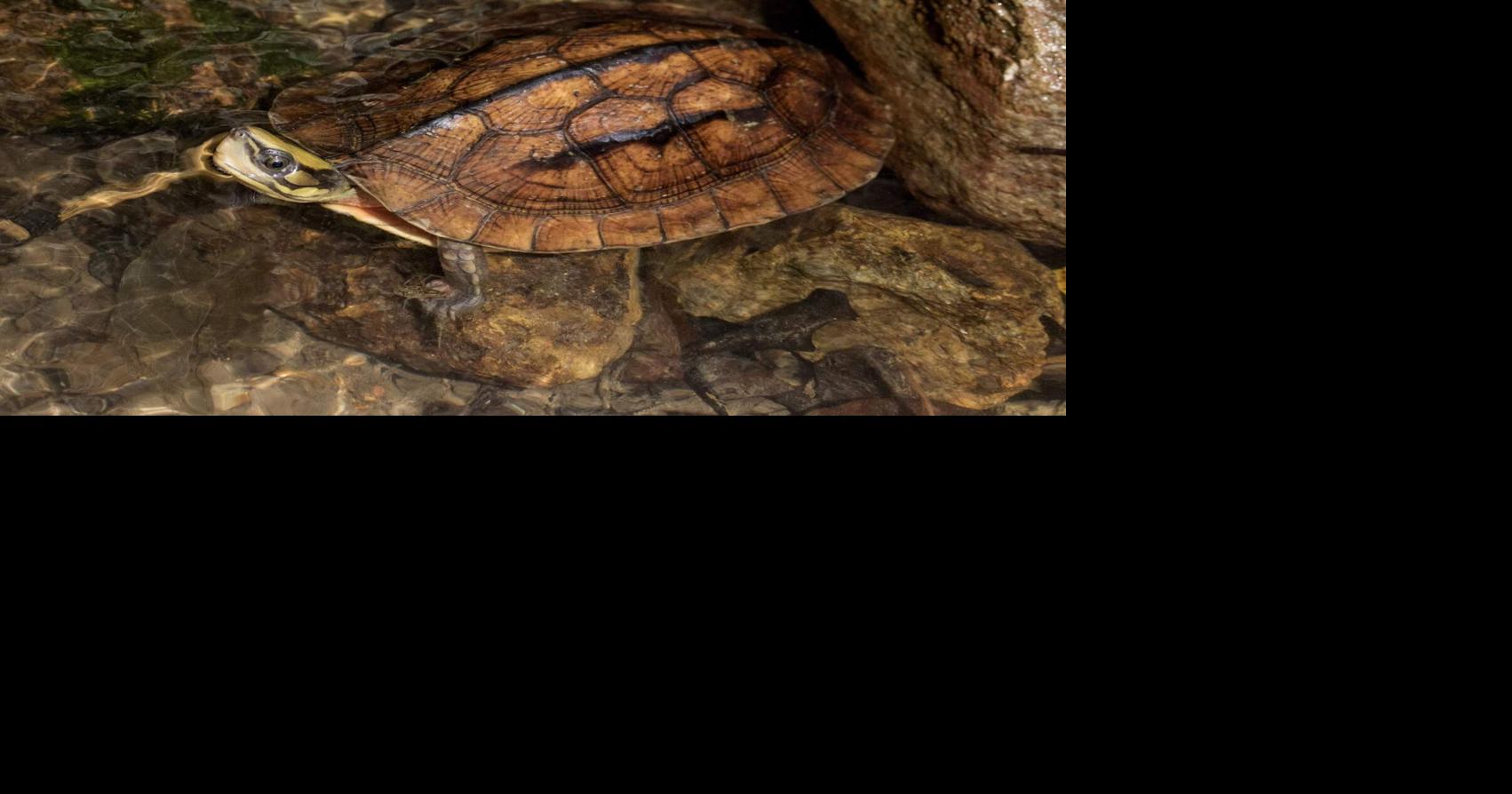 Take a good look at these strange-looking turtles. They could soon be ...