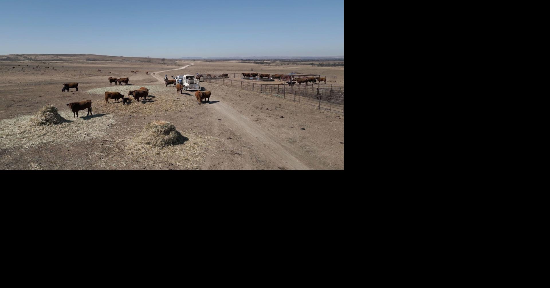 Wildfires have devastated the Texas cattle industry and the effects may ...