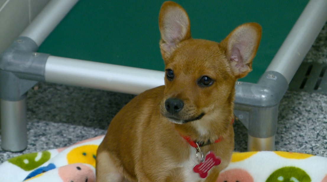 Coulee Region Humane Society celebrates National Puppy Day, shows off ...