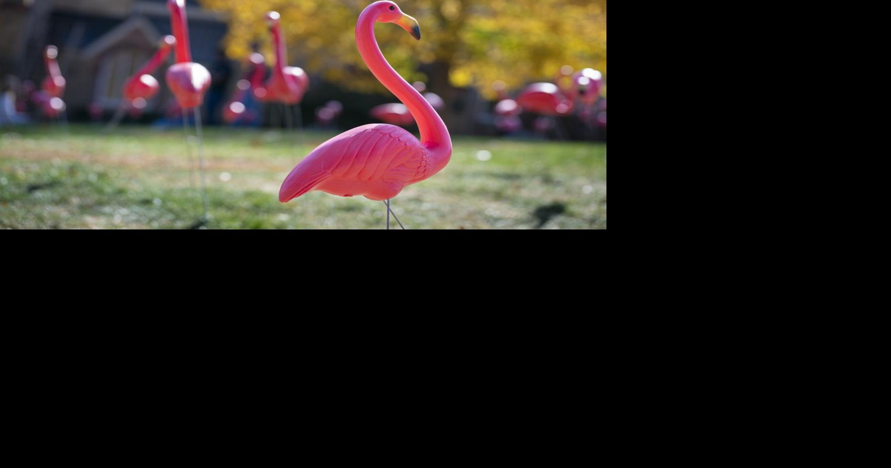 In the 608: ‘Fill the Hill’ returns to UW-Madison with flock of pink ...