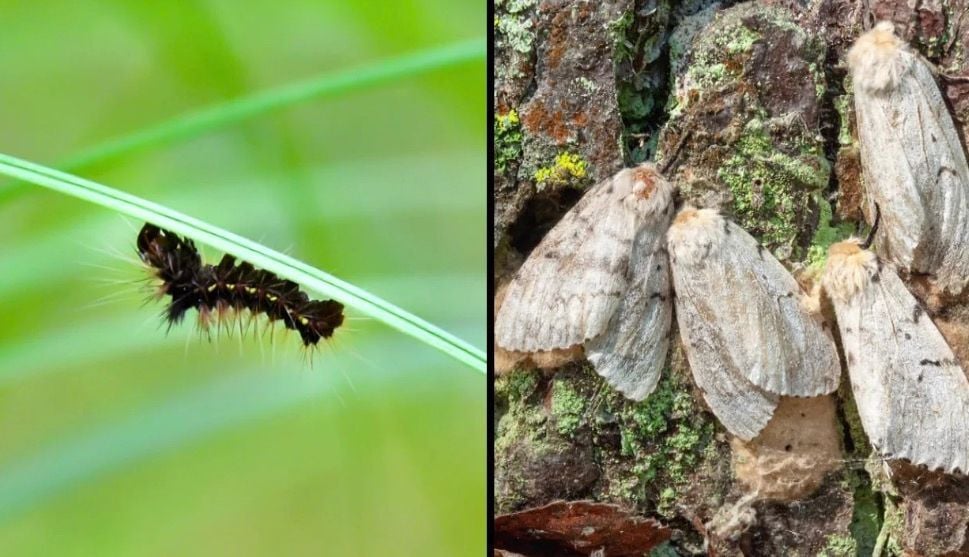 Wisconsin to begin spongy moth treatments in three Western counties ...