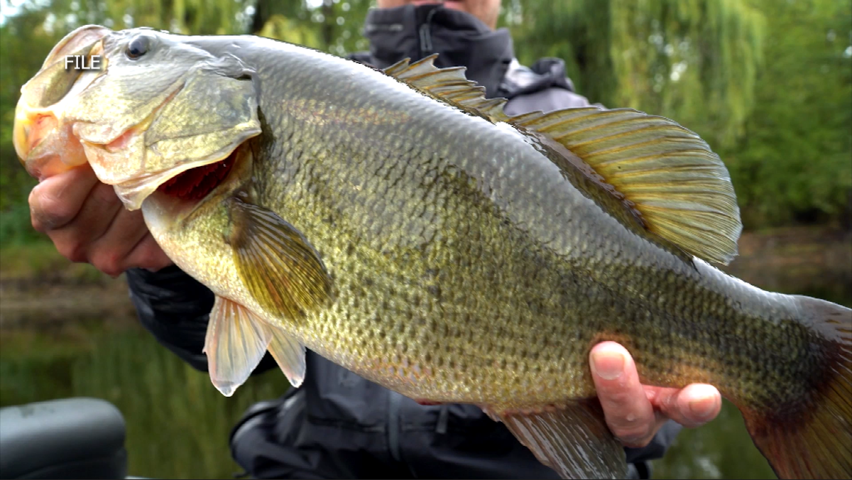 Minnesota launching new electronic licensing system for hunting and ...