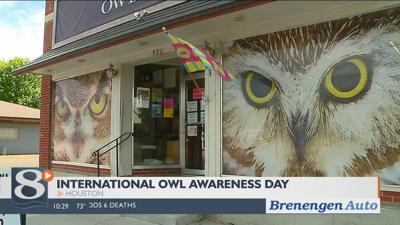 Celebrating International Owl Awareness Day | Local News | news8000.com