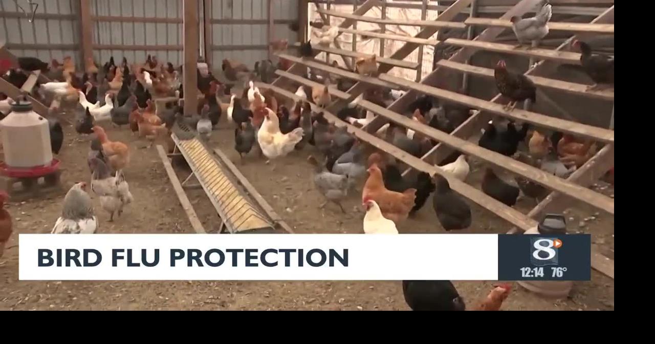 Health headlines: Bird flu protection | Health | news8000.com