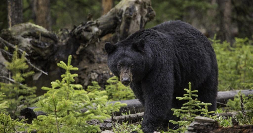 Victim of bear attack in stable condition, search for bear continues ...