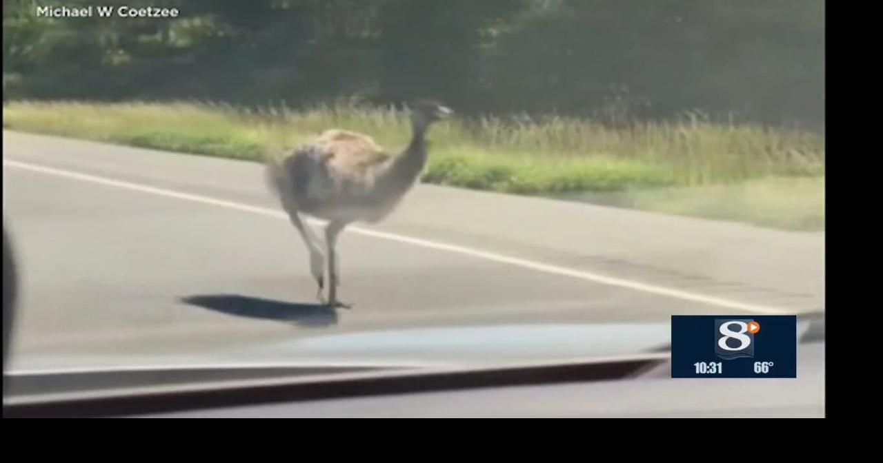 Emu on the loose | News | news8000.com