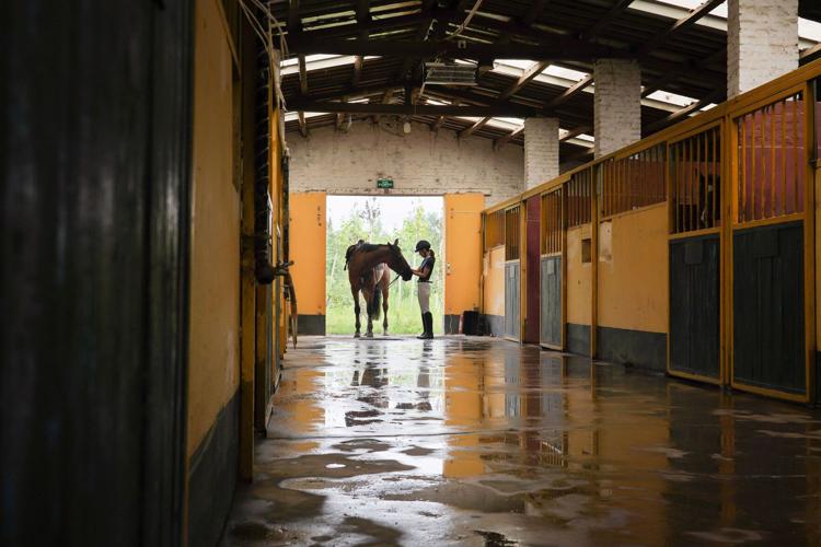 Horses really can smell our fear, new study finds | National & World ...
