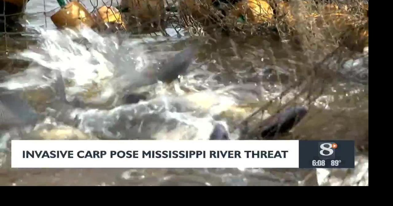 Invasive carp pose Mississippi River threat | News | news8000.com