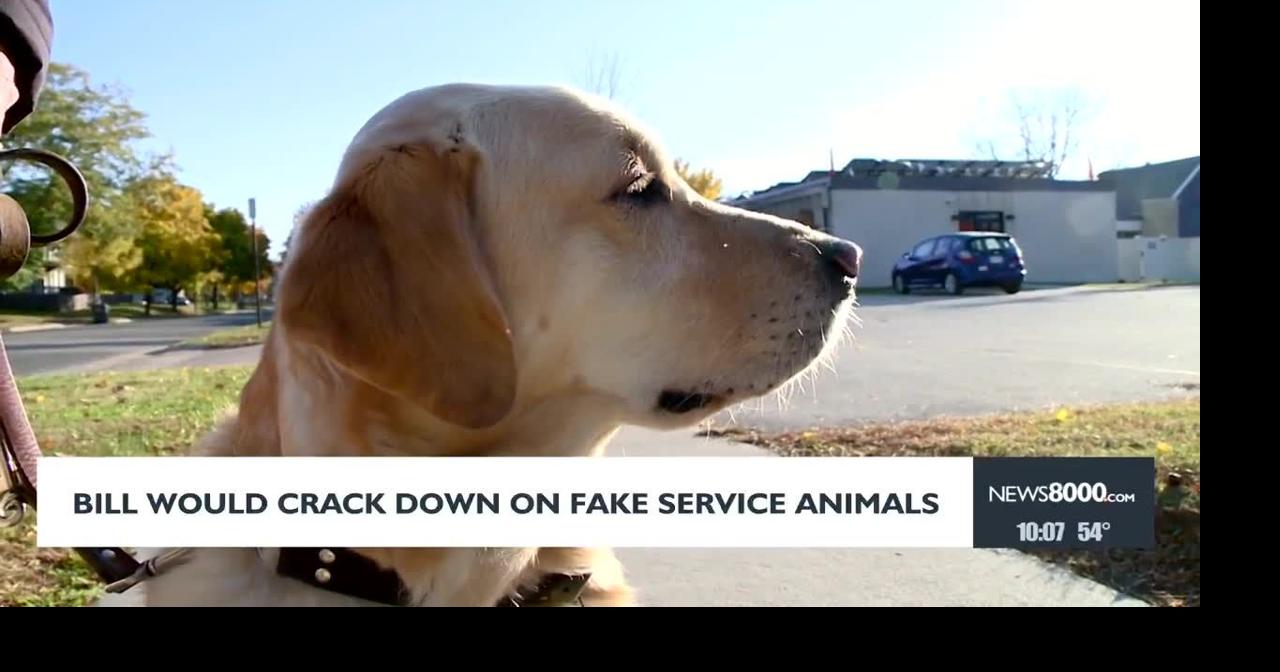 Bill Would Crack Down on Fake Service Animals | News | news8000.com