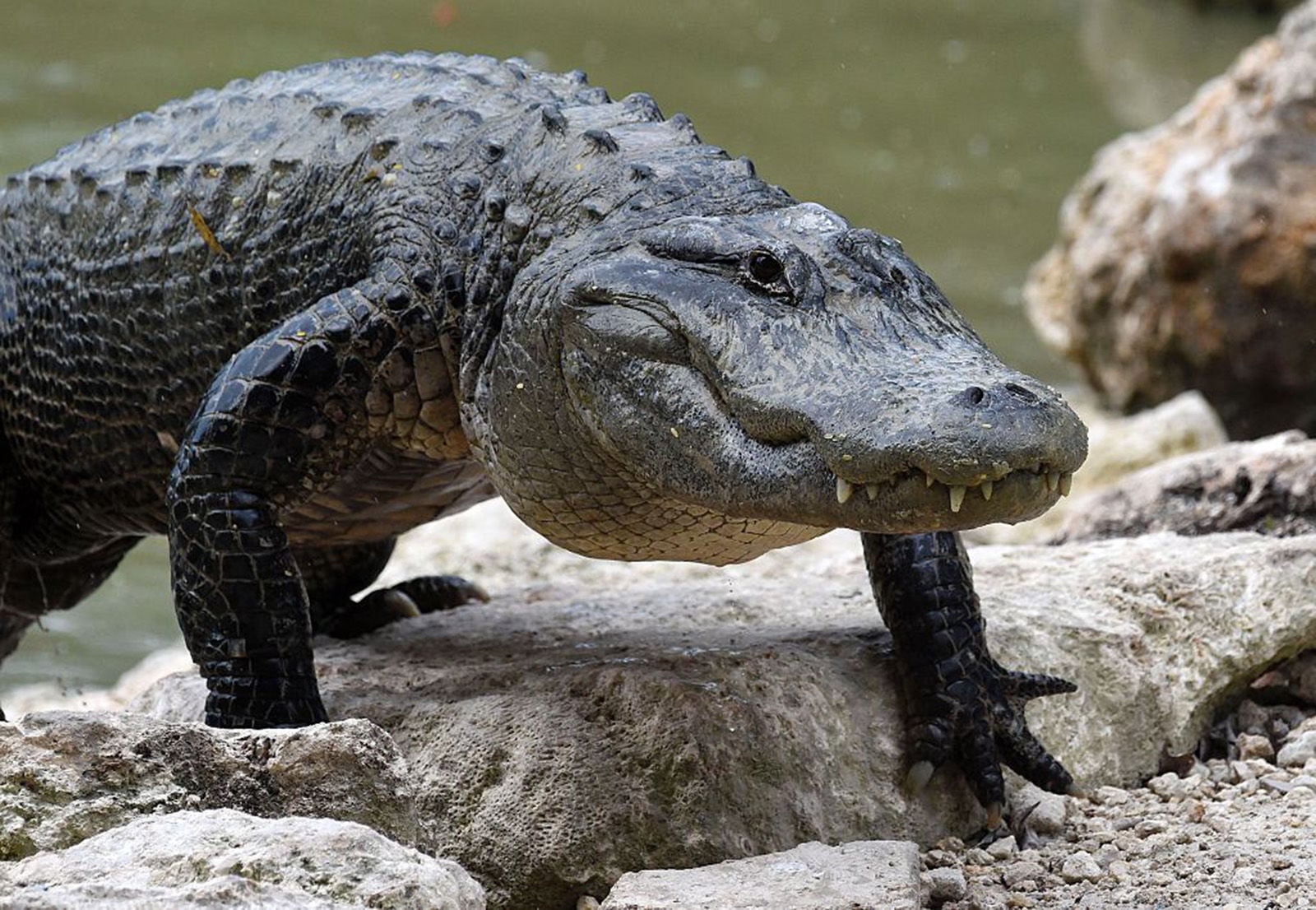 Rescued Ridglan Farms dog believed to have been killed by alligator in ...