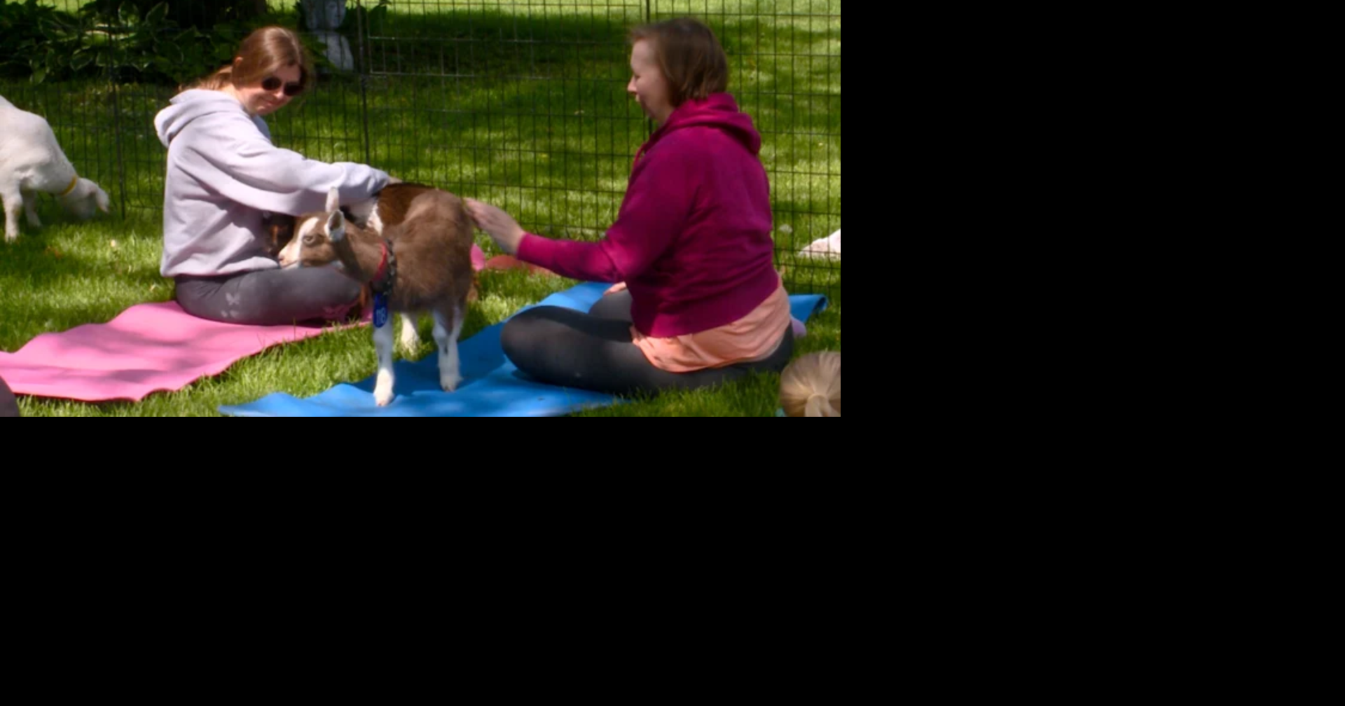 Goat Yoga brings a fun twist to exercise at Onalaska's Rainbow Ridge ...