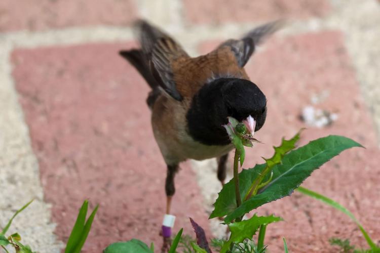 Birds at a college changed beak shapes during the pandemic. It might be ...