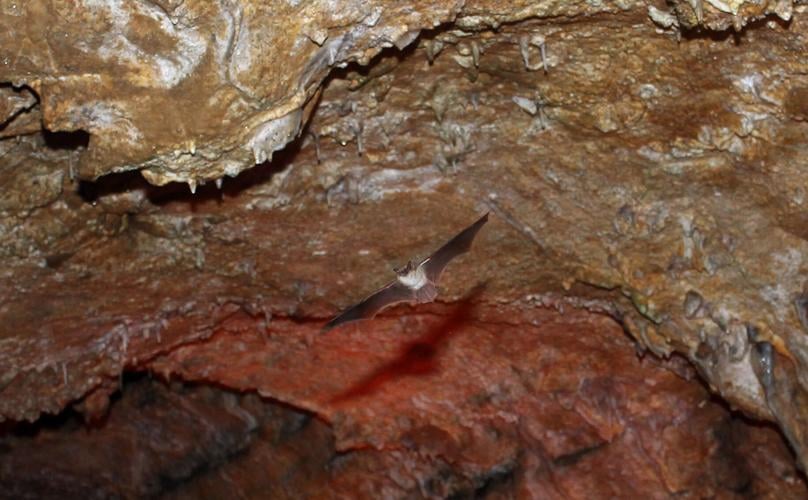 Online tour showcases secrets of Kickapoo Caverns | Family | news8000.com