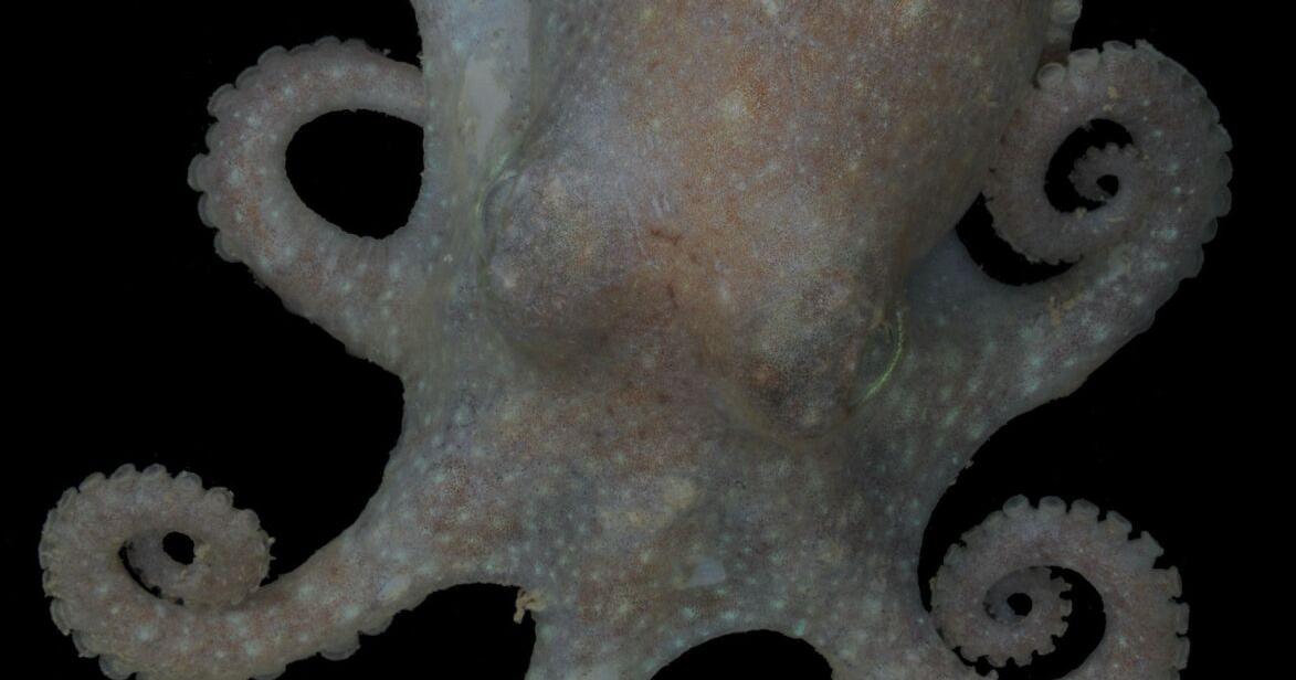 Octopus DNA seems to confirm scientists’ theory about a long-standing ...