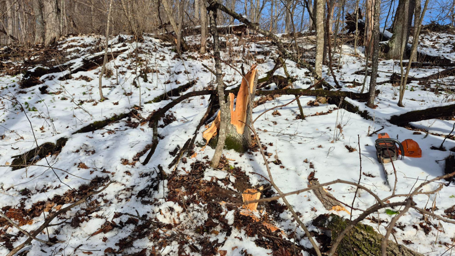 Logger injured after tree hits him in the head | Viroqua | news8000.com