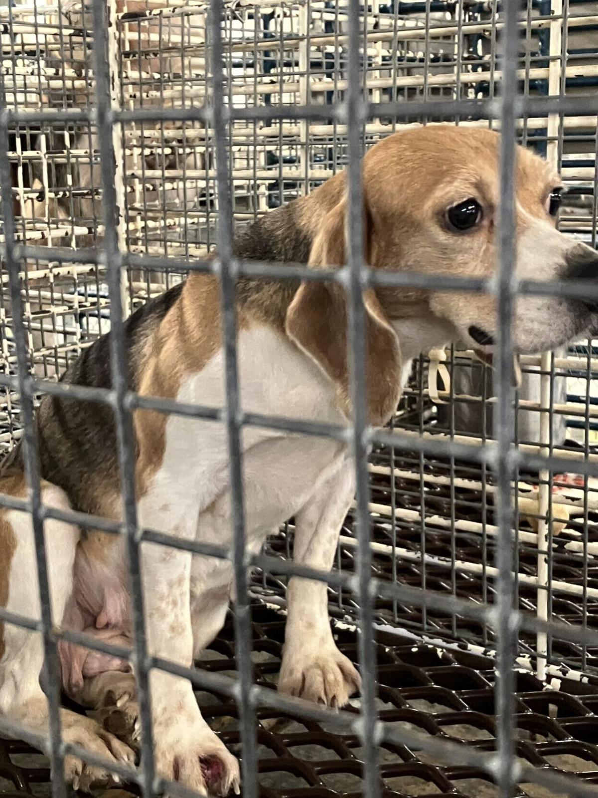 Dane Co. Humane Society to help place 500 Ridglan Farms beagles ...