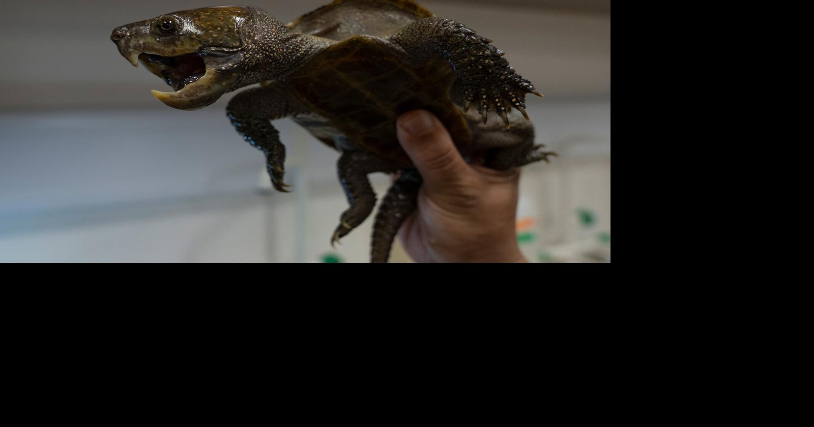 Take a good look at these strange-looking turtles. They could soon be ...