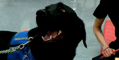 The 'Dogtor' is in: UWL's Dr. Wags program gives people with ...