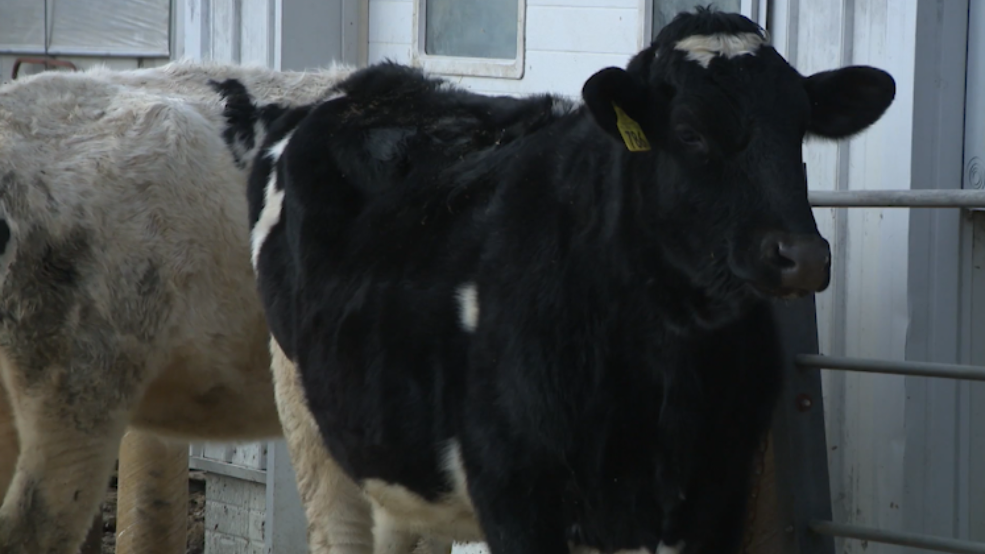 Wisconsin farm bankruptcies surged in 2025 | Wisconsin News | news8000.com