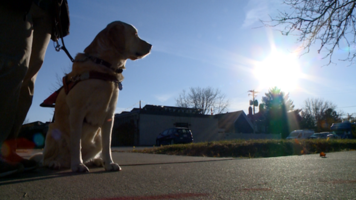 Wisconsin lawmakers target fake service animals with new penalties ...