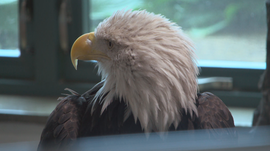 National Eagle Center in Wabasha hosted bald eagle celebration Saturday ...