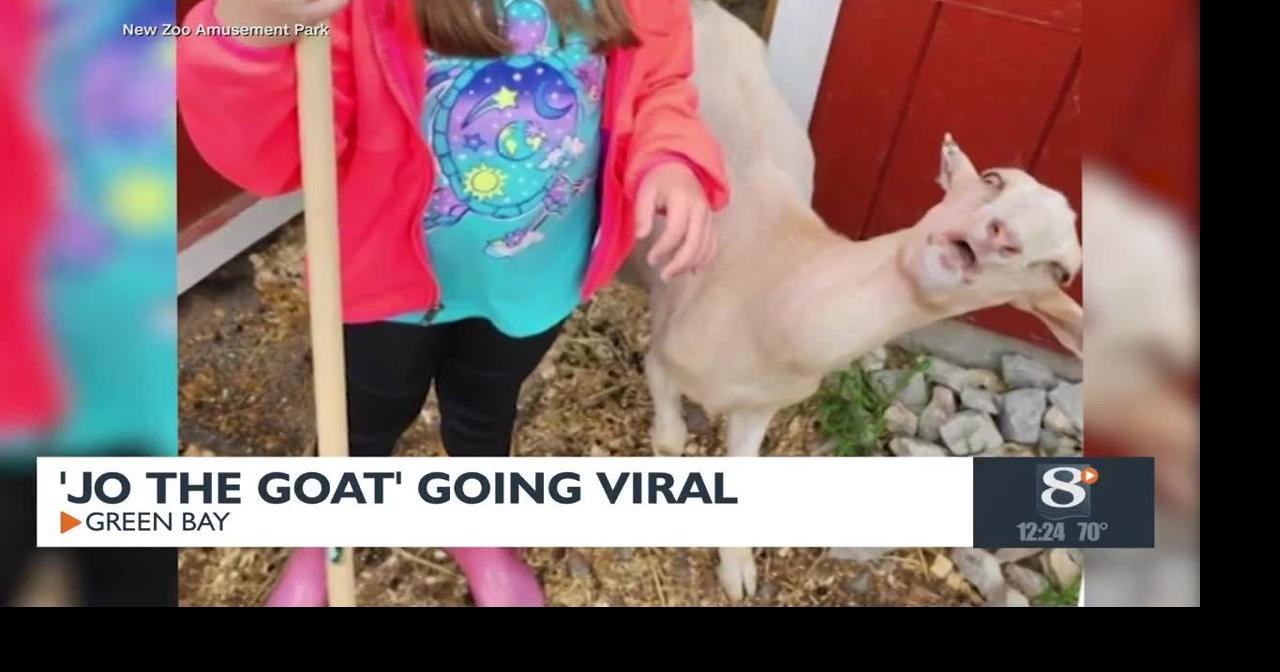 'Jo the Goat' going viral | News | news8000.com