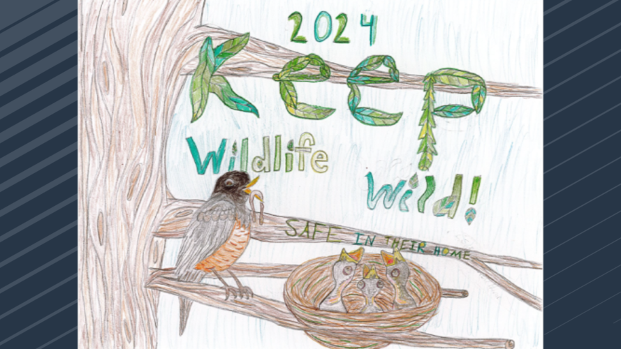 DNR announces winners of 2024 Keep Wildlife Wild poster contest ...