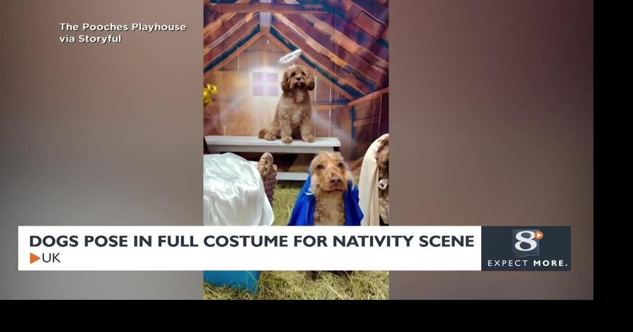 Dogs pose in full costume for nativity scene | News | news8000.com