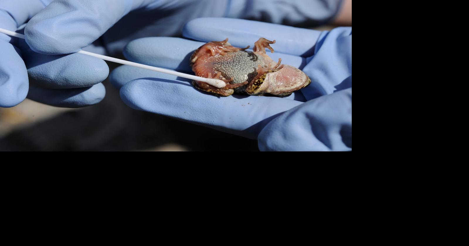 A terrifying fungal disease is infecting frogs in Africa. Here's why it ...