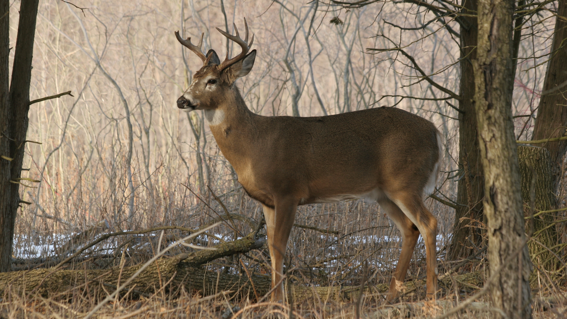 DNR urges hunters to test deer for Chronic Wasting Disease this season ...