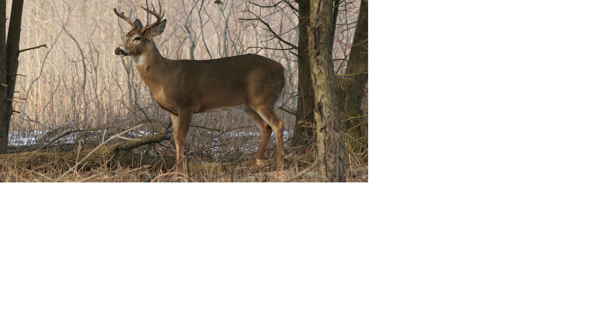 DNR urges hunters to test deer for Chronic Wasting Disease this season ...