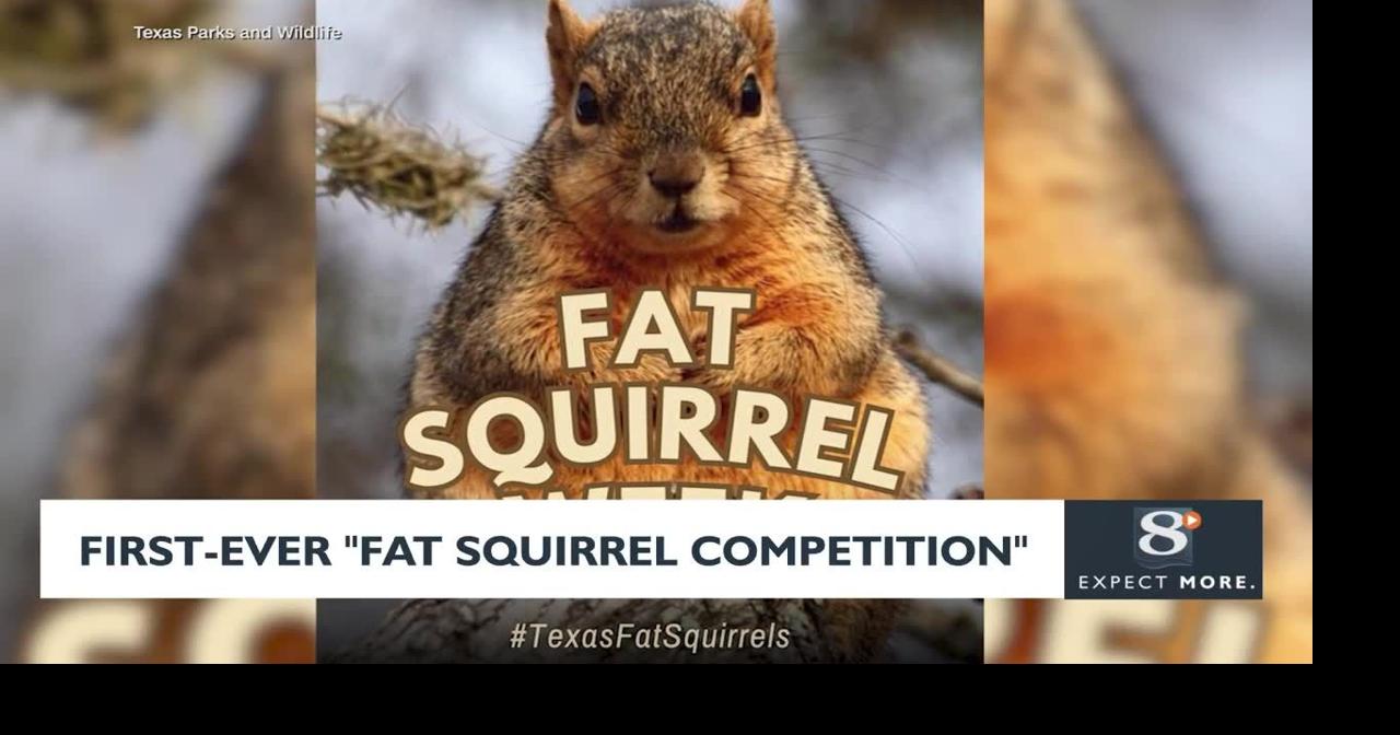 fat squirrel week
