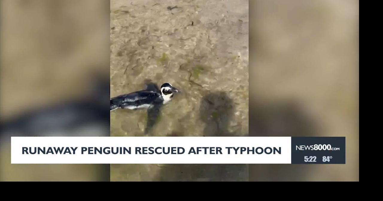 Runaway Penguin Rescued After Typhoon | News | news8000.com