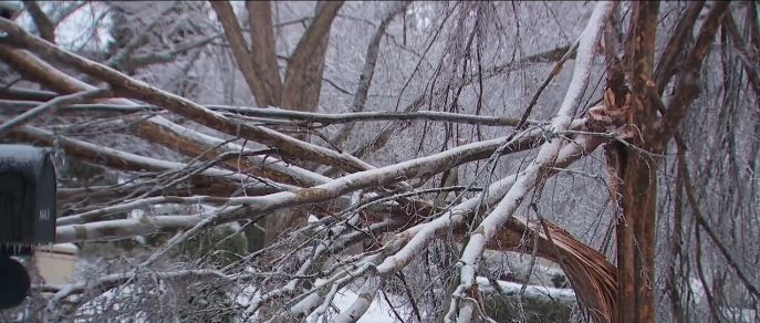 Doorbell camera captures ice storm devastating tree canopy as residents ...