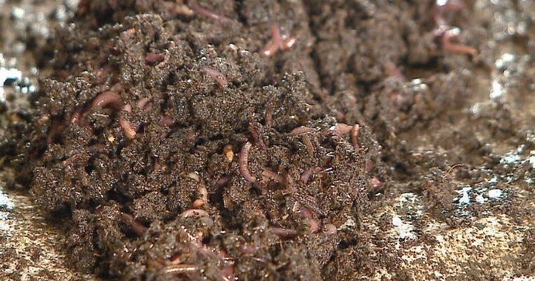 News 8 Eyepiece: Winona farm harnessing age-old skill of vermicomposting | News | news8000.com