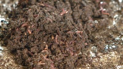 News 8 Eyepiece: Winona farm harnessing age-old skill of ...