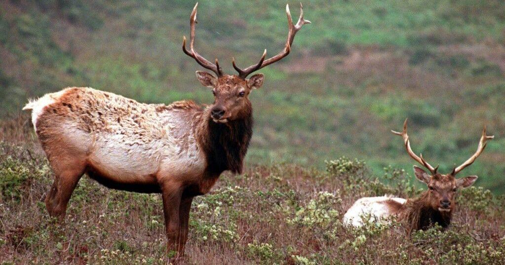DNR requests information on illegal elk shooting, reward offered ...